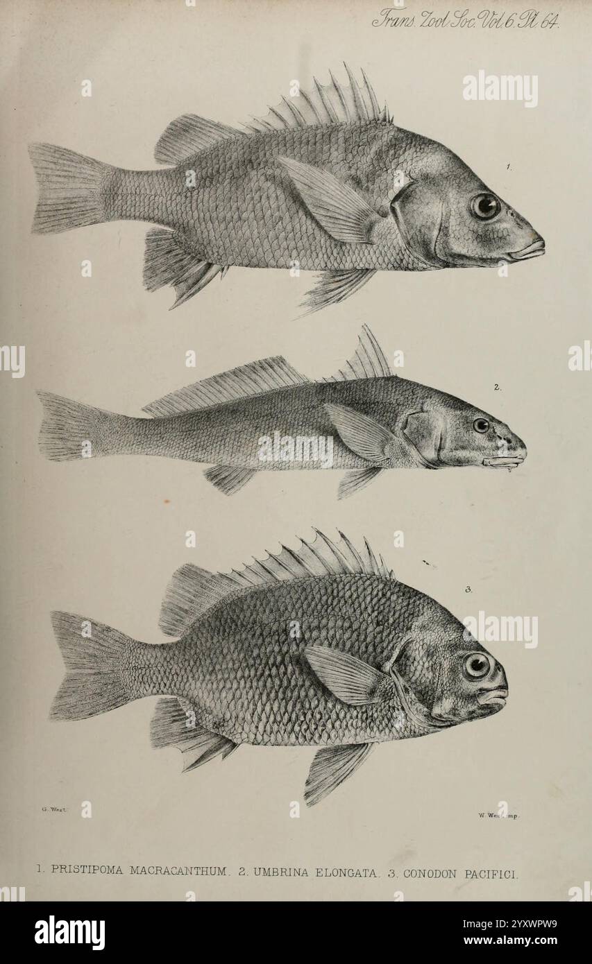 Prominent lateral lines hi-res stock photography and images - Alamy