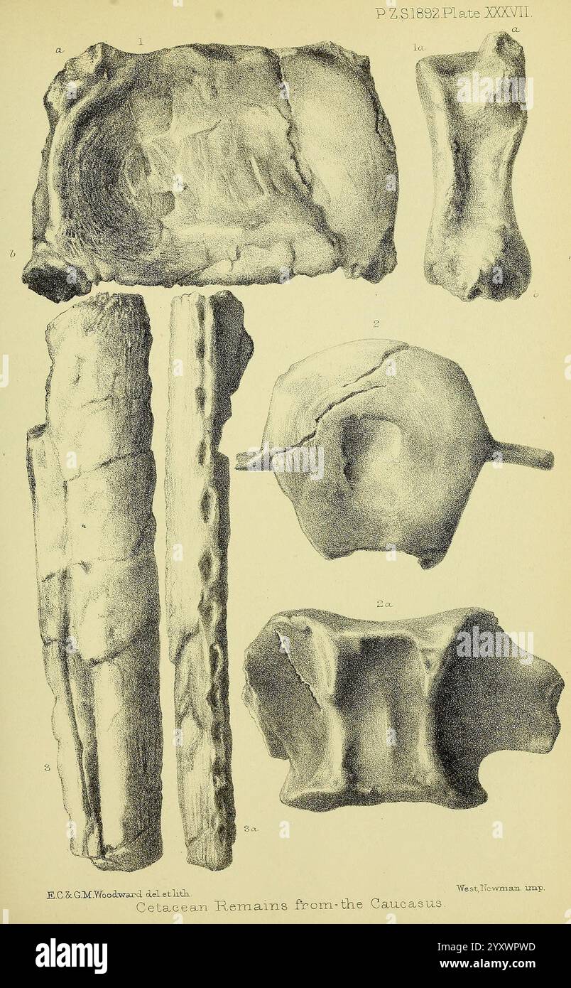 Ancient anatomical structures hi-res stock photography and images - Alamy