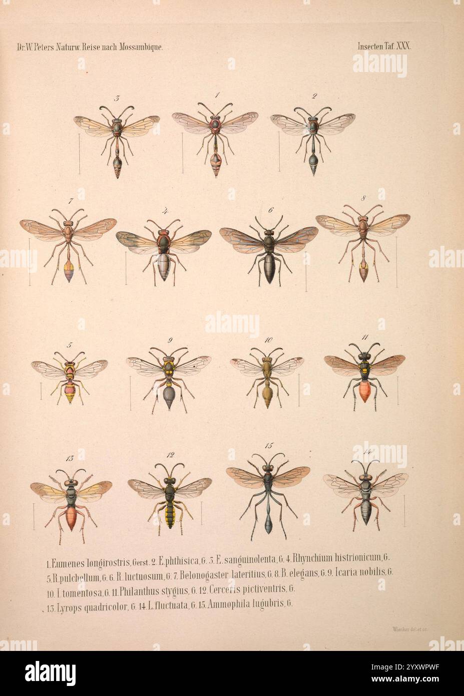 Systematic grid format showcases hi-res stock photography and images ...