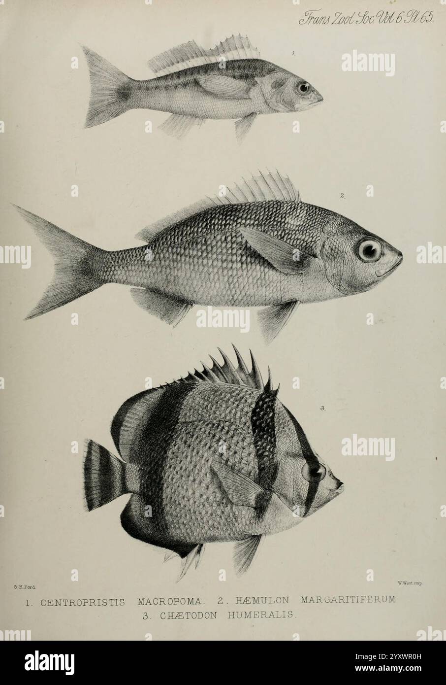 Haemulon margaritiferum displays hi-res stock photography and images ...