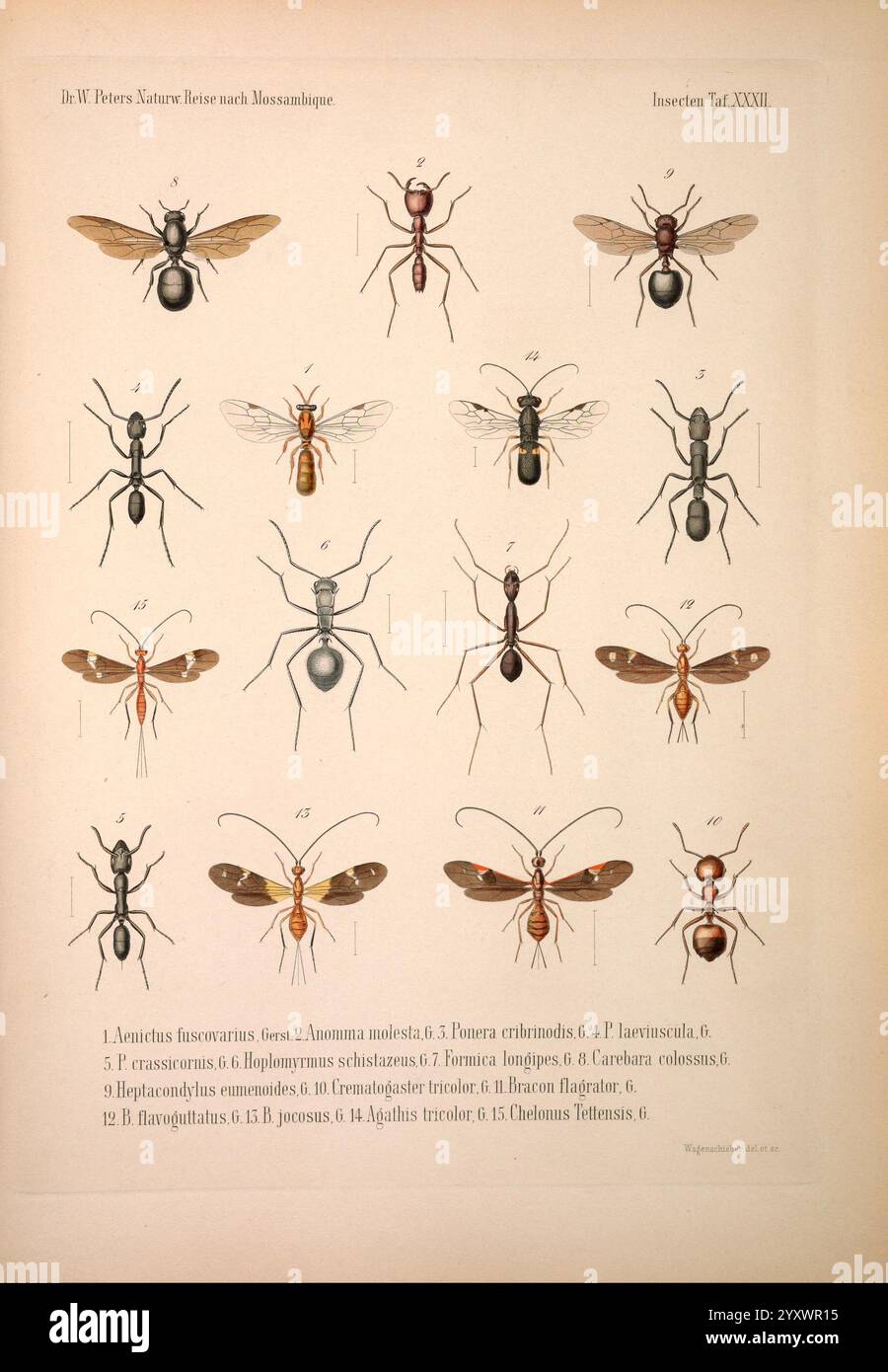 Carebara ant hi-res stock photography and images - Alamy