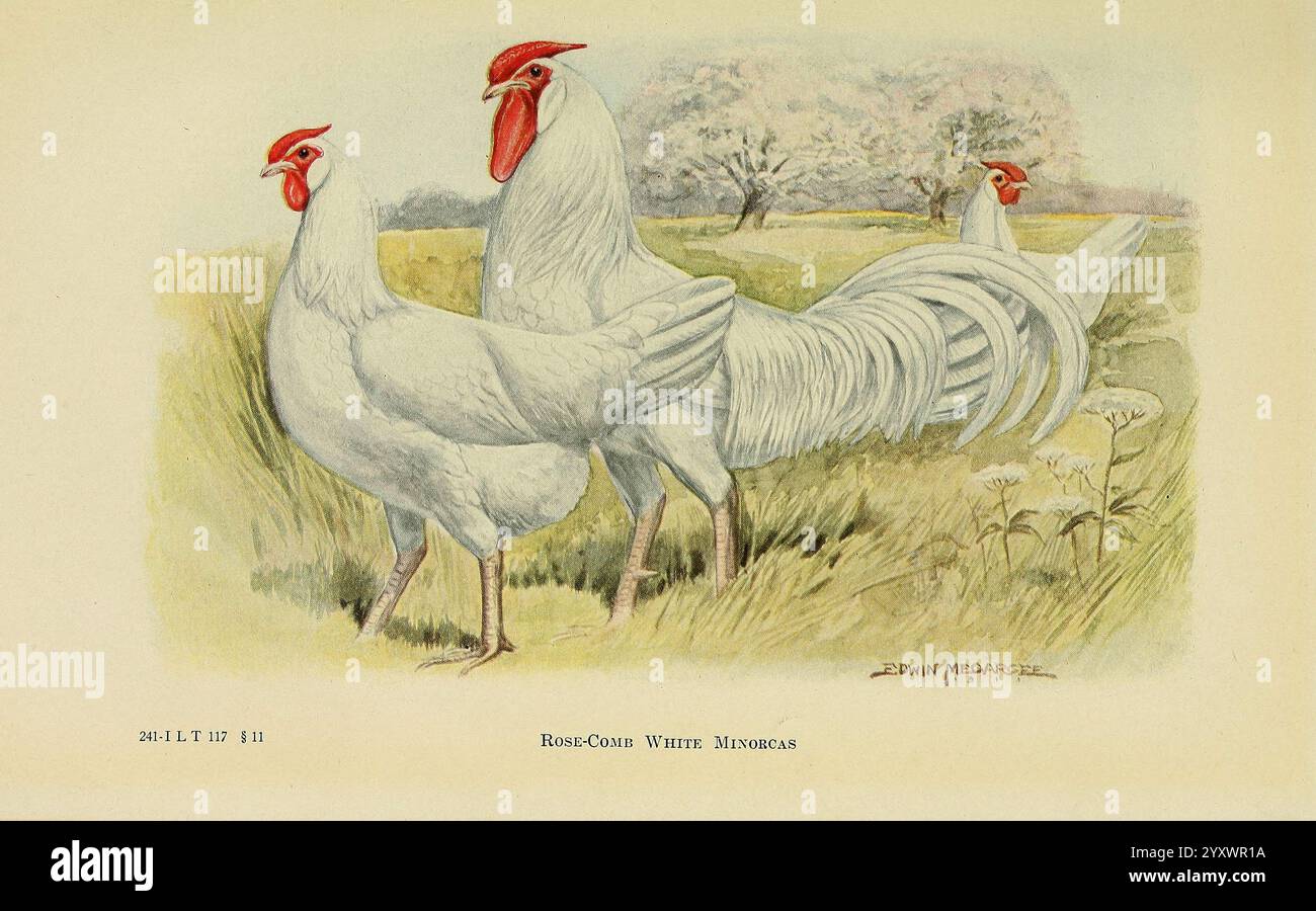 White dorkings hi-res stock photography and images - Alamy