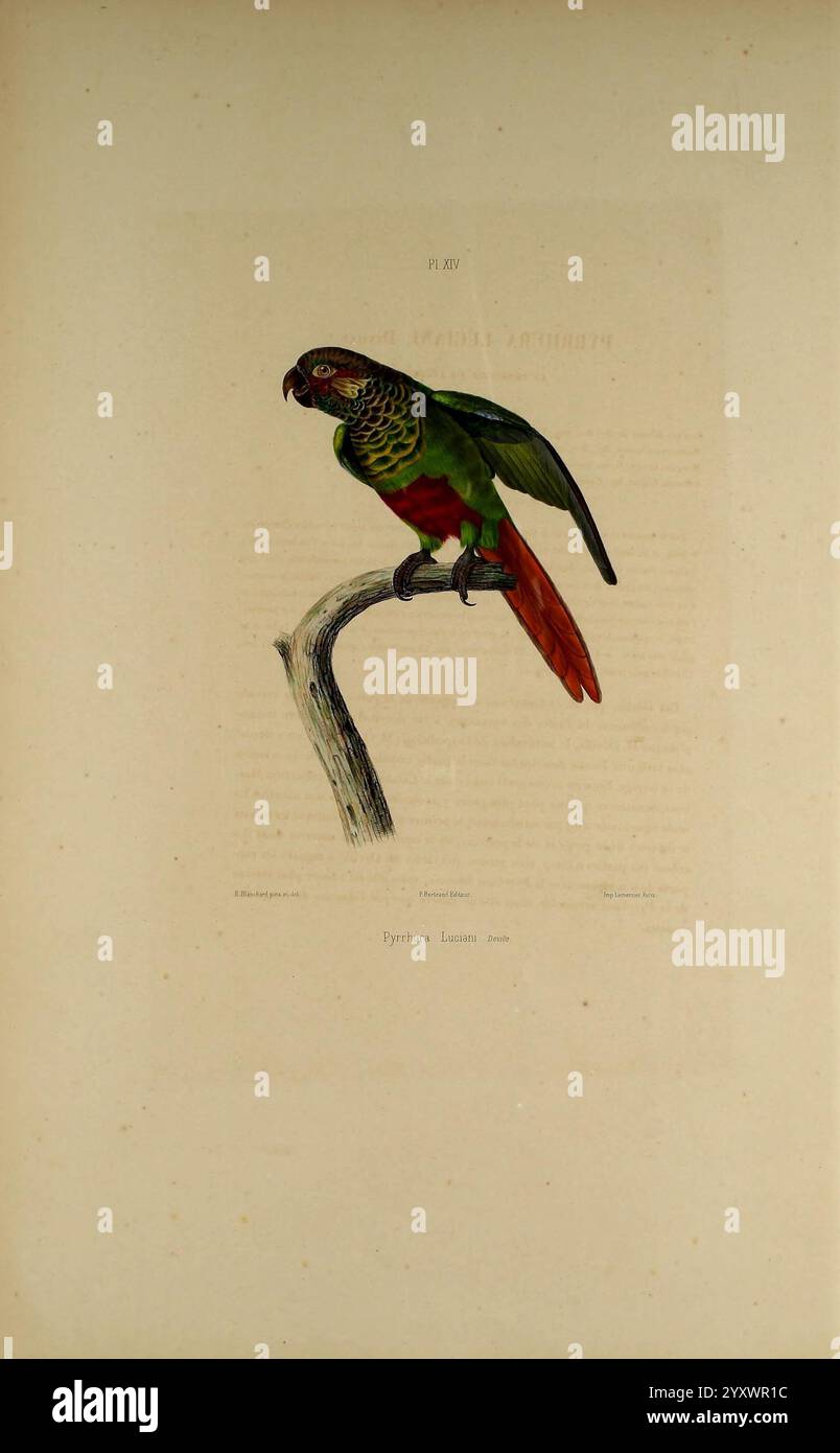 Parrots stance depicts hi-res stock photography and images - Alamy