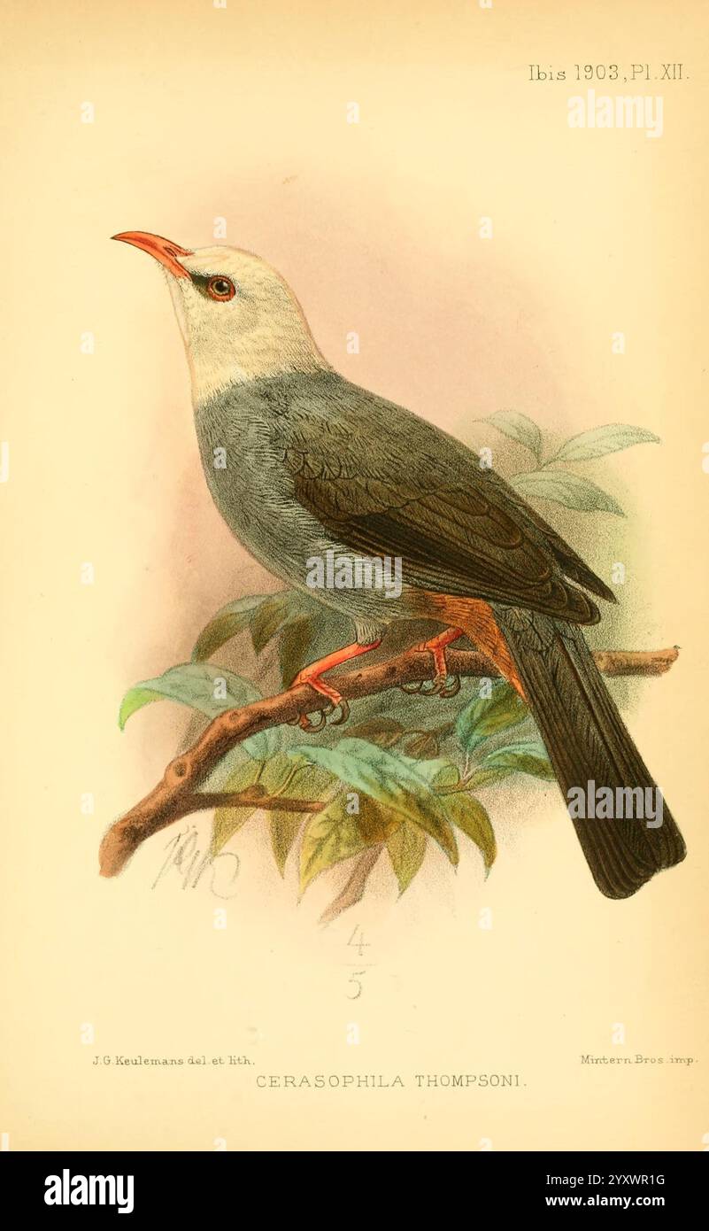 Cerasiophila thompsoni hi-res stock photography and images - Alamy