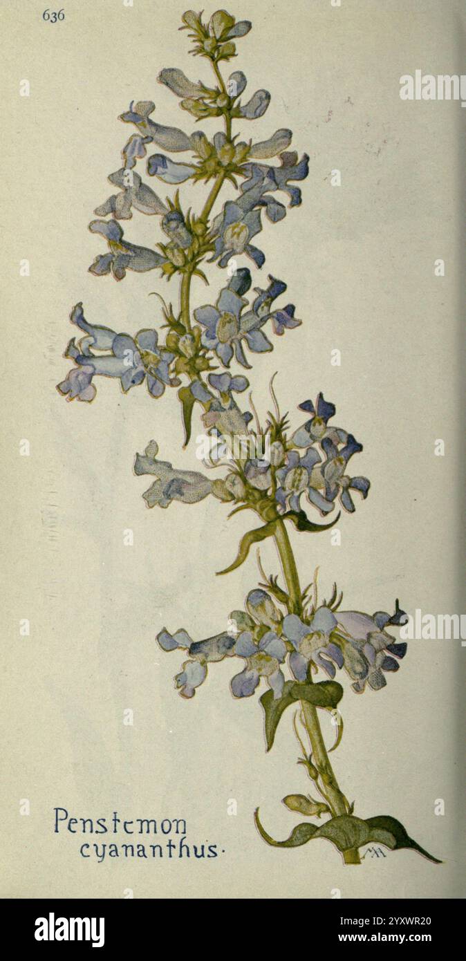 Field book of western wild flowers, London, C. P. Putnam's Sons, 1915 ...