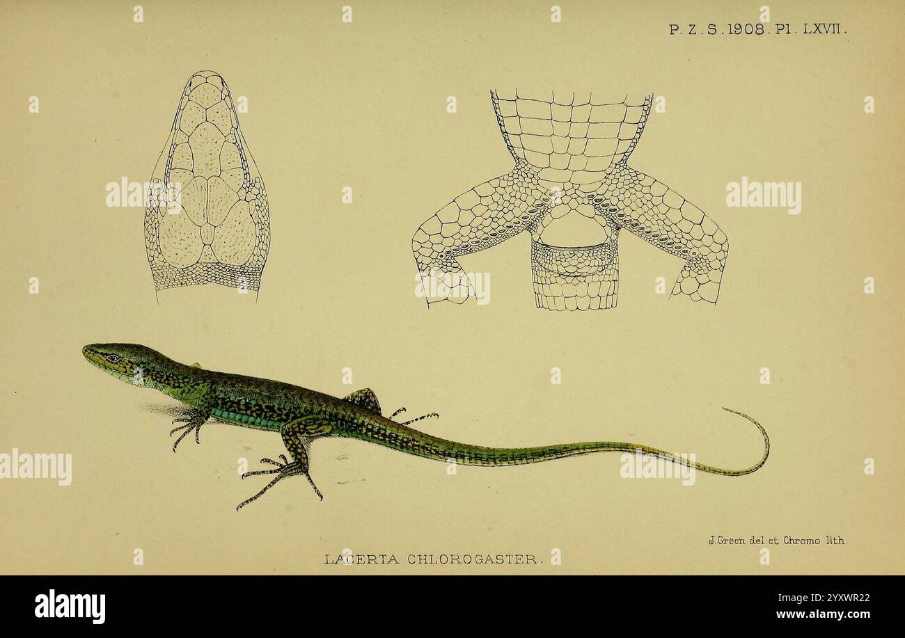 Lizards intricate scale patterns hi-res stock photography and images ...