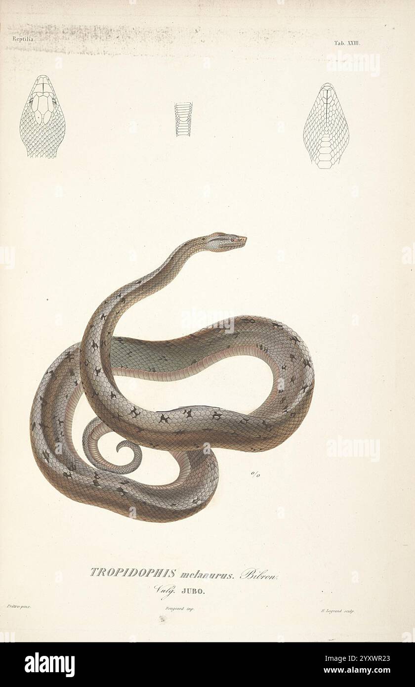 Woodsnake hi-res stock photography and images - Alamy