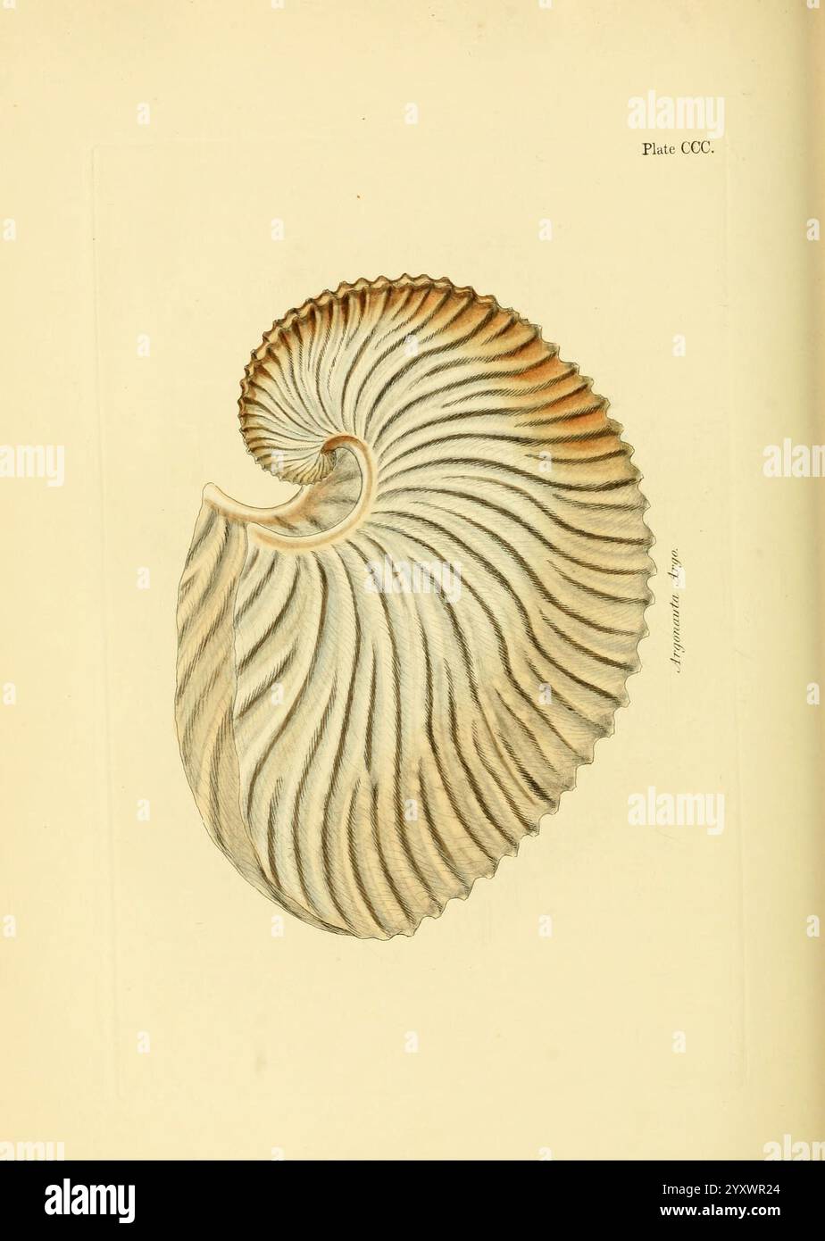 Detailed ridges create hi-res stock photography and images - Alamy