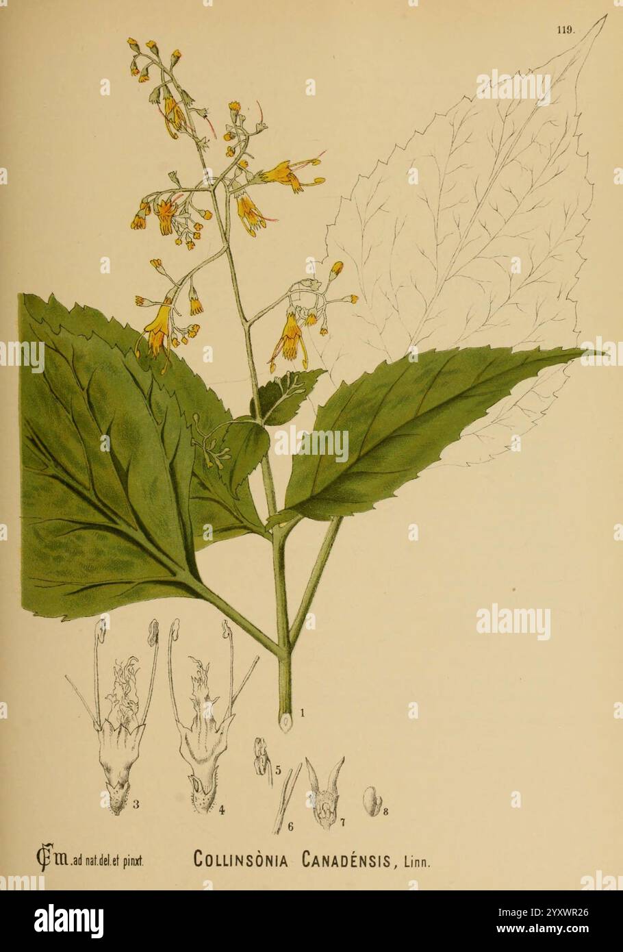 Plant species collinsia canadensis hi-res stock photography and images ...