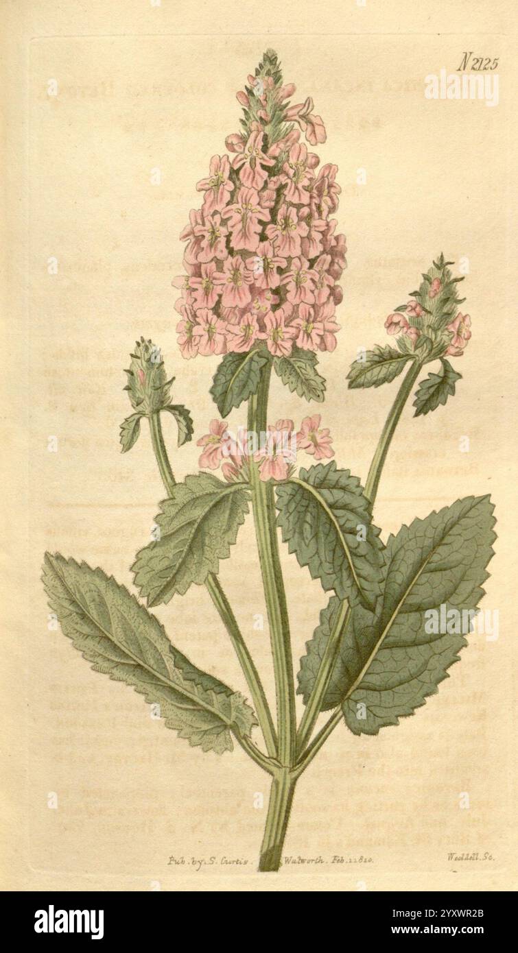 Family lamiaceae stachys officinalis italy hi-res stock photography and ...
