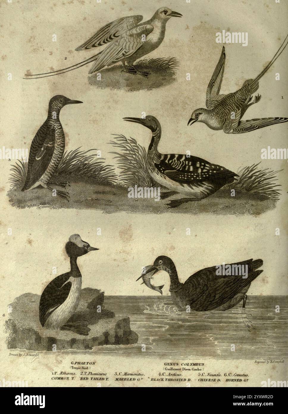 Fourth duck stands hi-res stock photography and images - Alamy