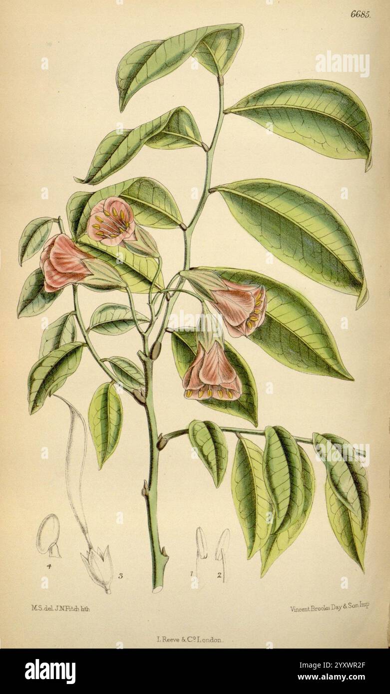 Elongated elliptical leaves hi-res stock photography and images - Alamy