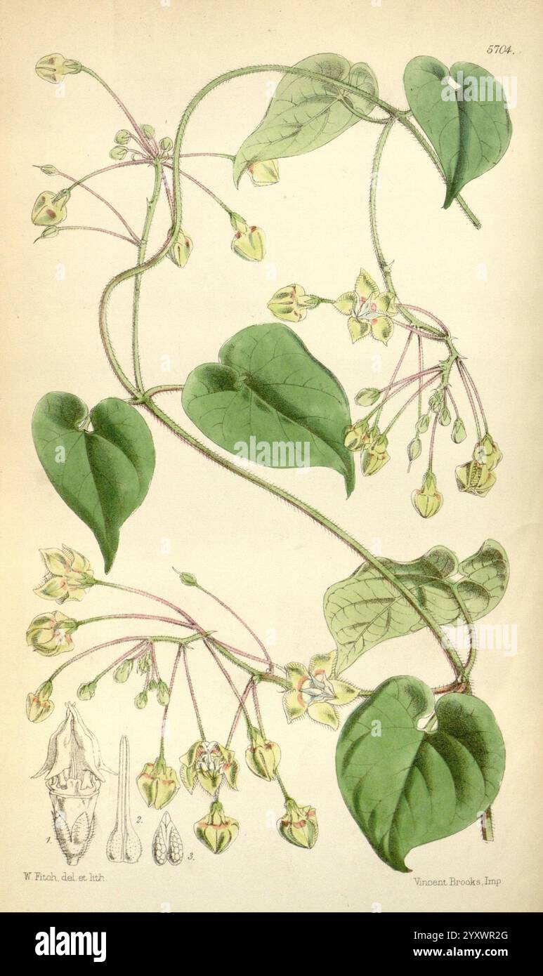 Curtis's Botanical Magazine, London, New York, Botanical Illustration ...