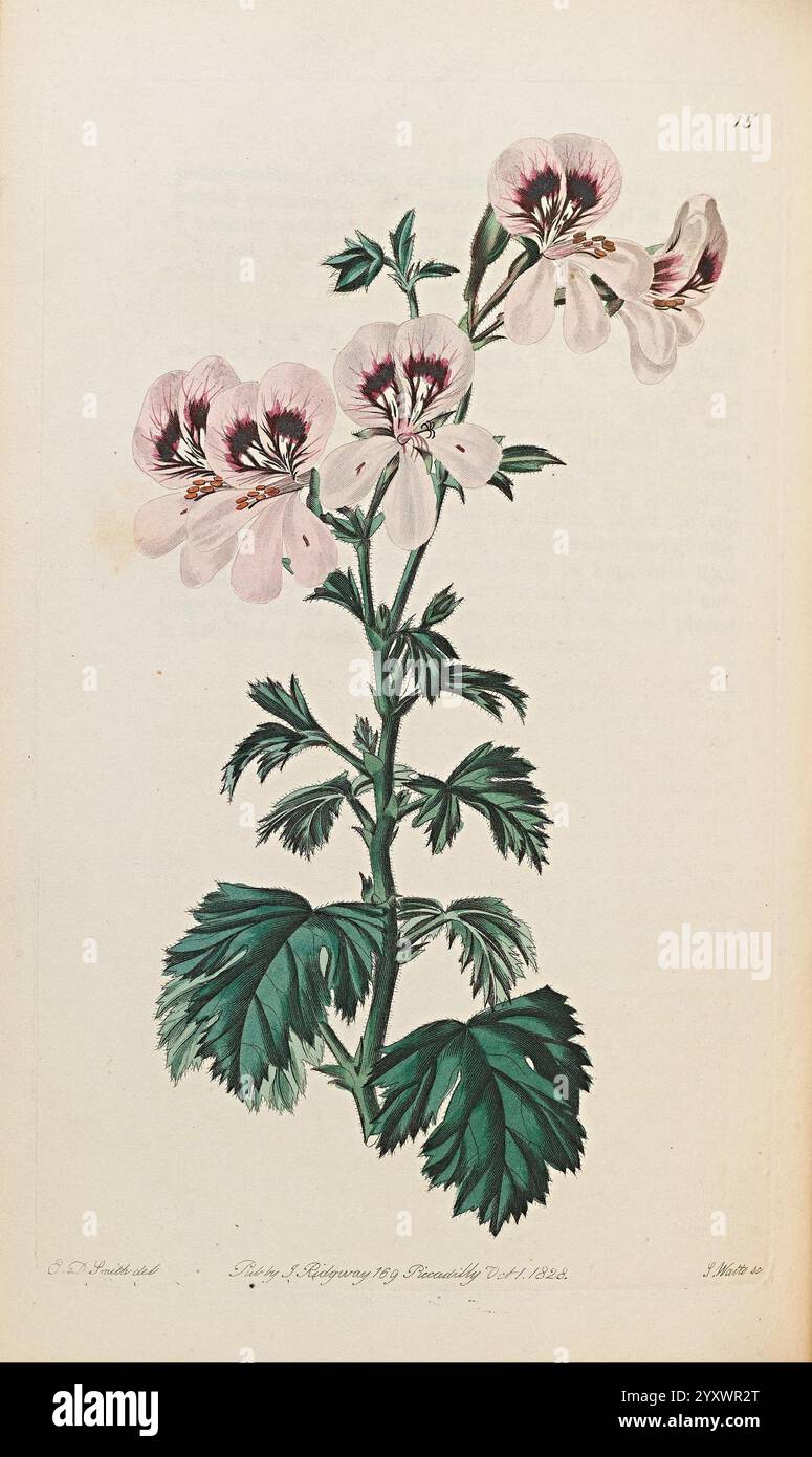 Geraniaceae, London, Printed for James Ridgway, Piccadilly, 1820-1830 ...