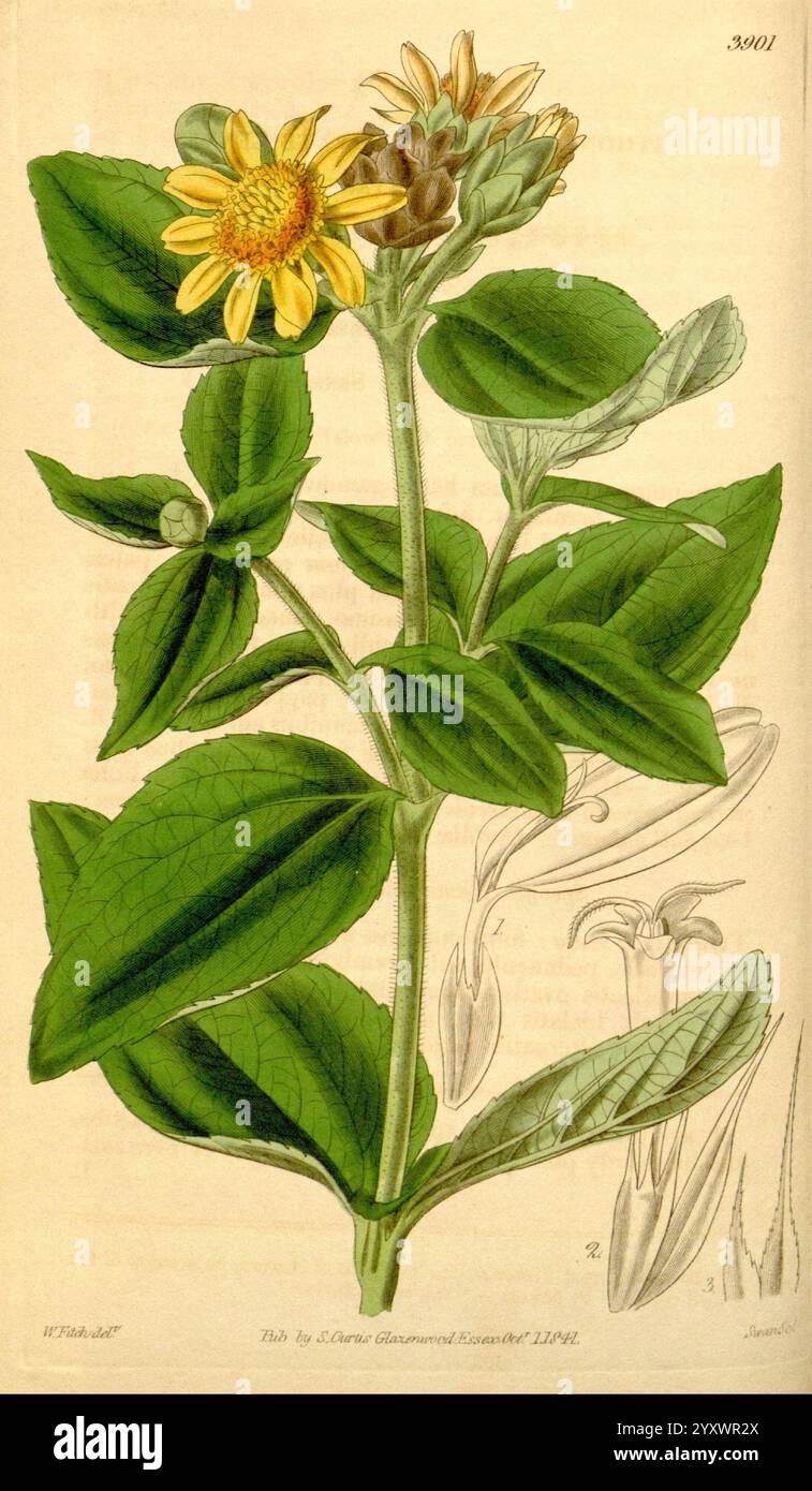 Noticeable vein pattern hi-res stock photography and images - Alamy