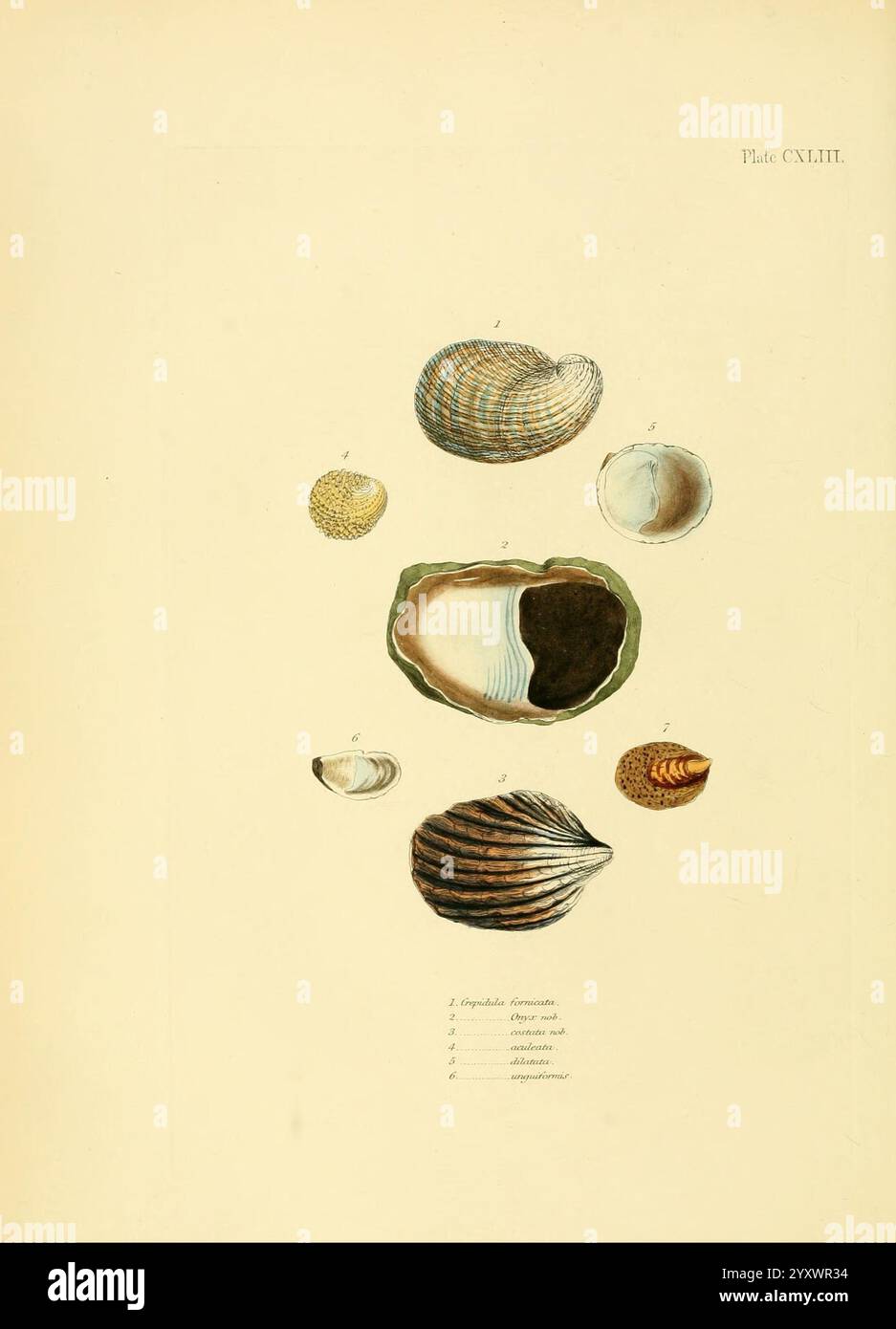 Conchologia systematica, or Complete system of conchology, London ...