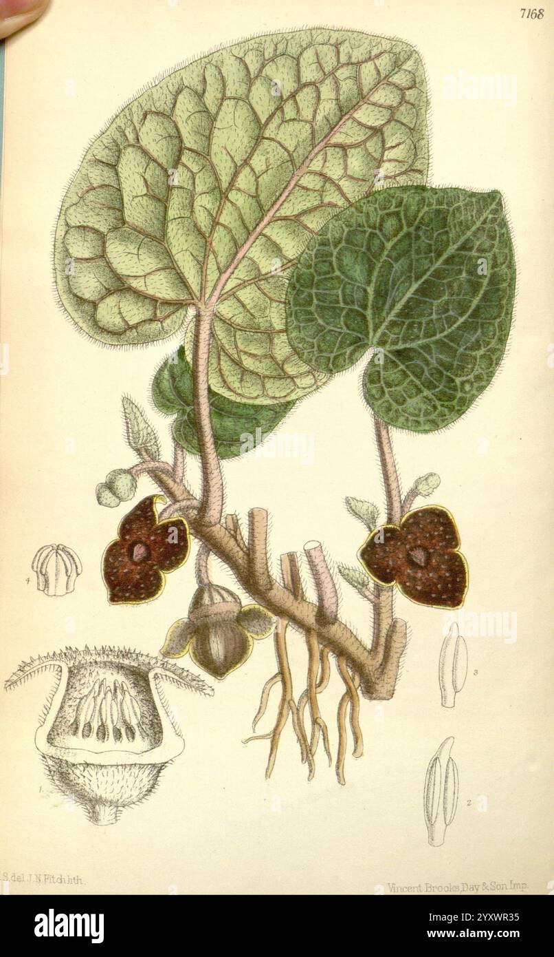 Curtis's Botanical Magazine, London, New York, Botanical Illustration ...