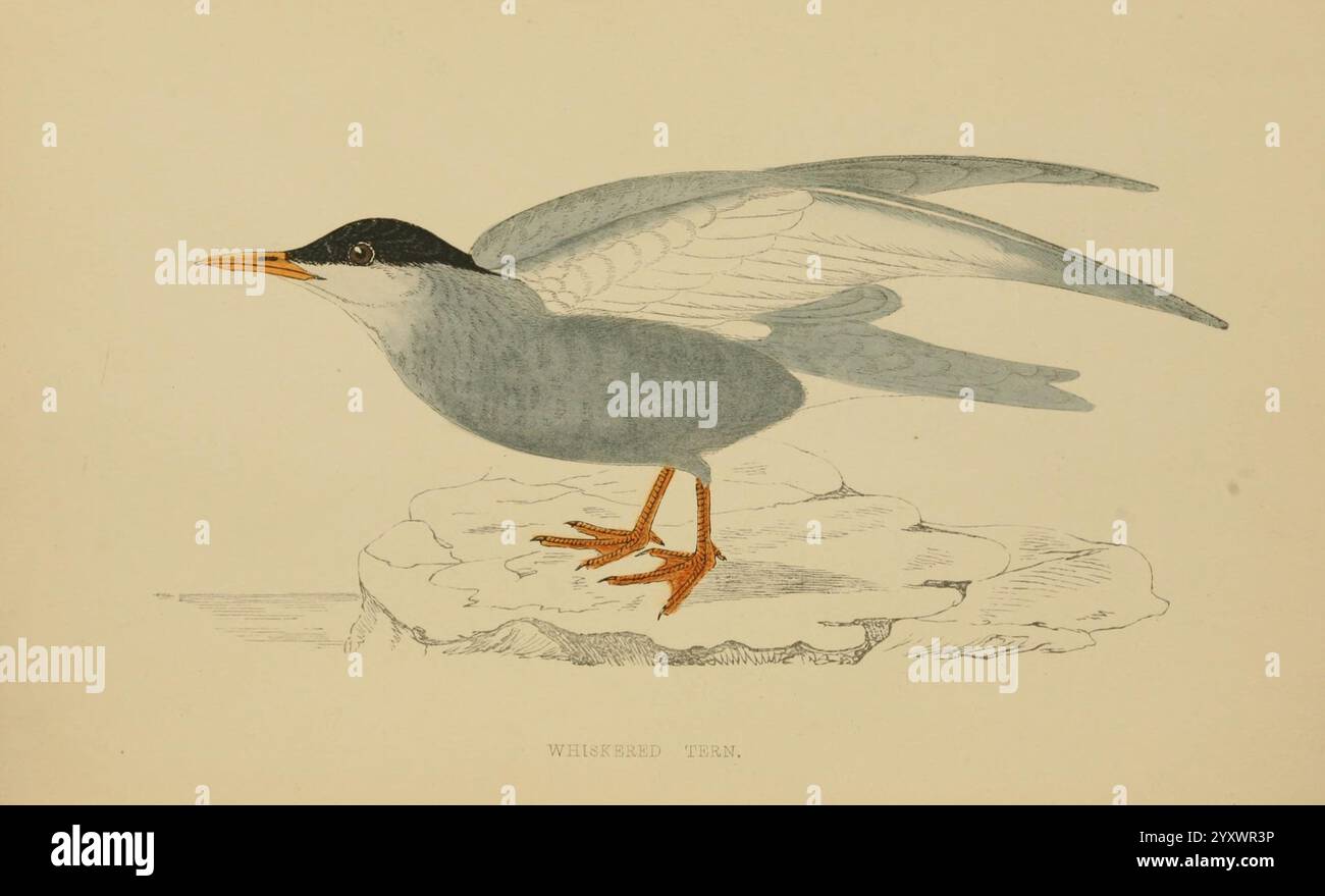 A history of British birds.1863-1866?, birds, Great Britain, bird, A ...