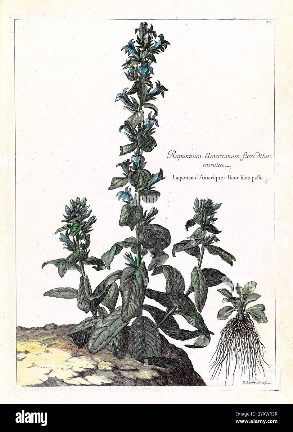 Recueil des plantes dessinées et gravées par ordre du roi Louis XIV ...