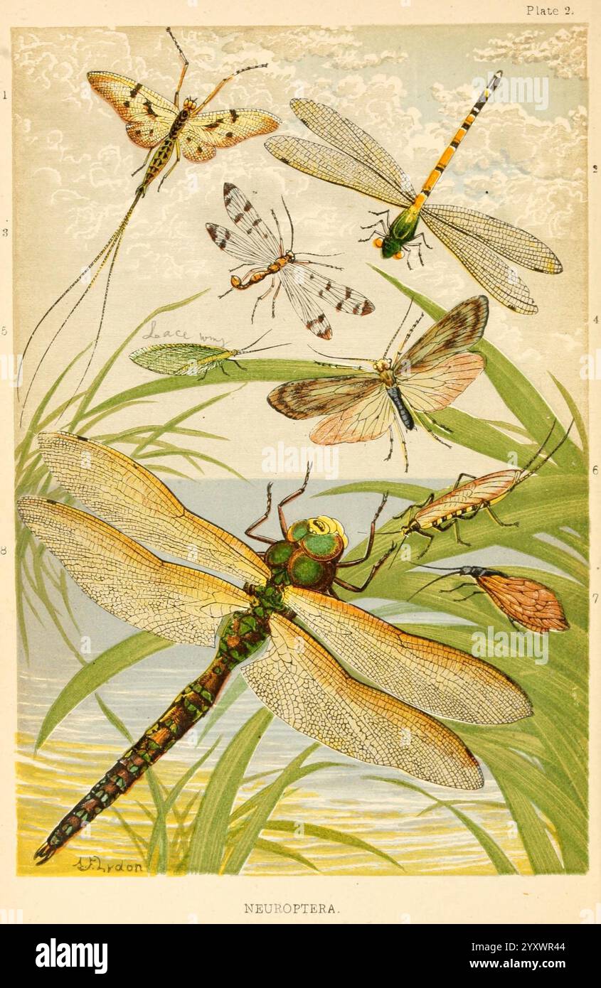 Binomial cordulegaster annulatus hi-res stock photography and images ...