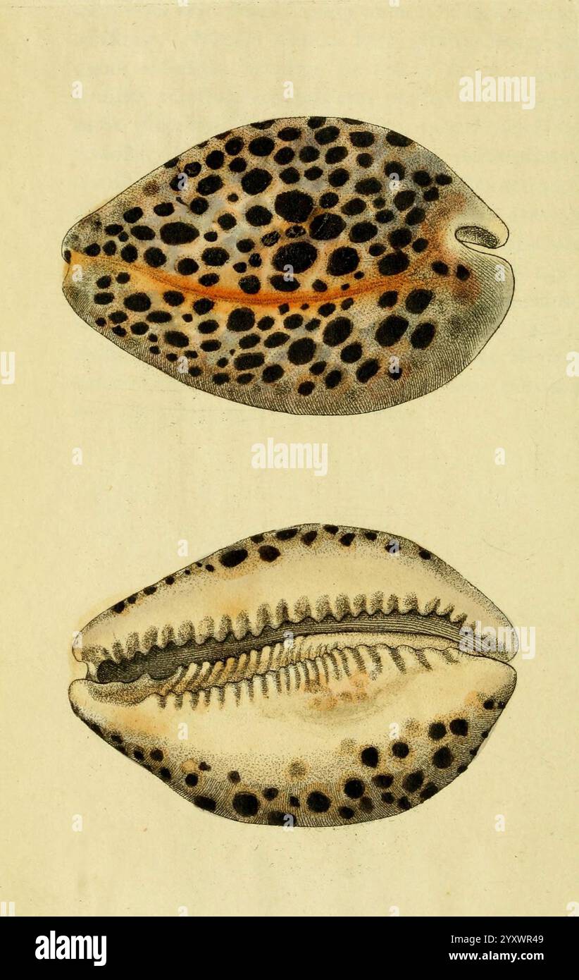 Two distinct cowrie shells hi-res stock photography and images - Alamy