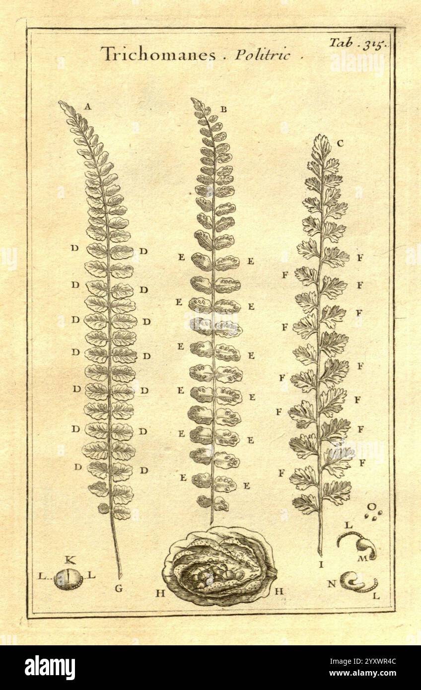 Showcases three distinct specimens hi-res stock photography and images ...