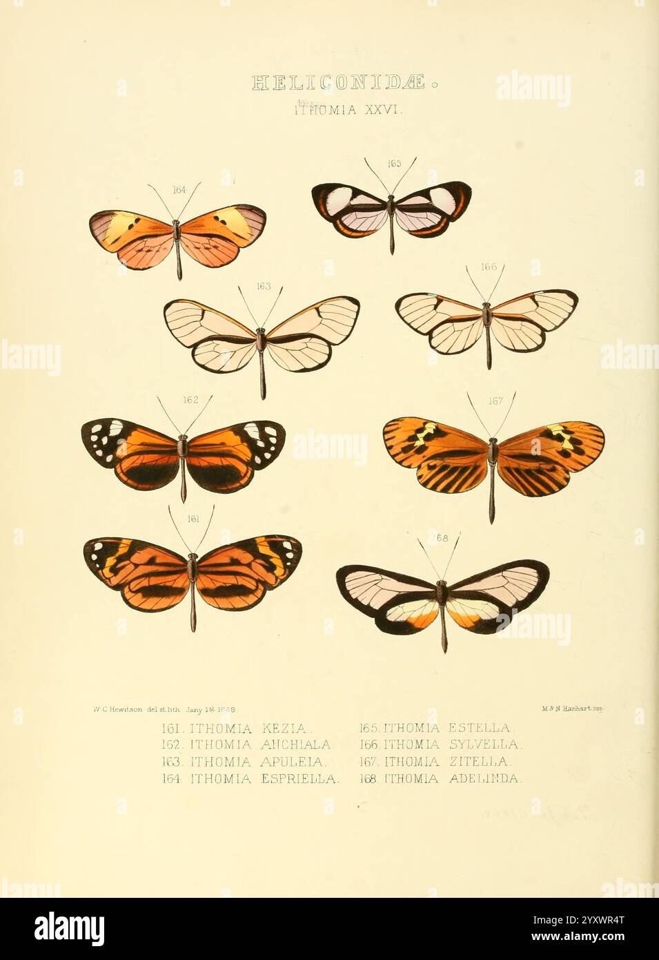 Illustrations of new species of exotic butterflies, London, John Van ...