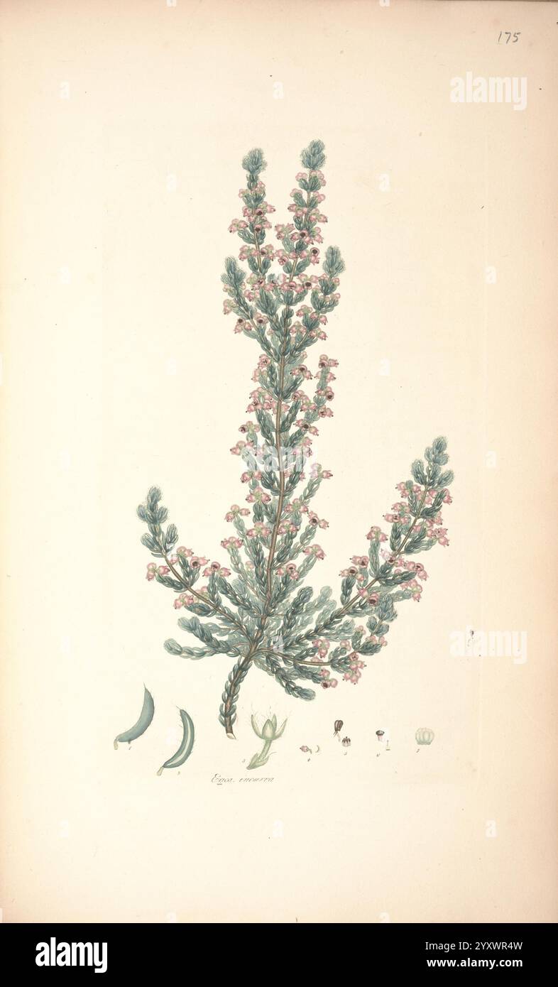 England history etching 19th century erica ericaceae hand hi-res stock ...