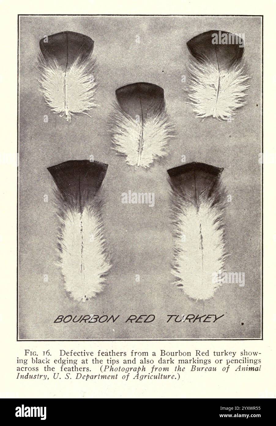 Feathering patterns hi-res stock photography and images - Alamy