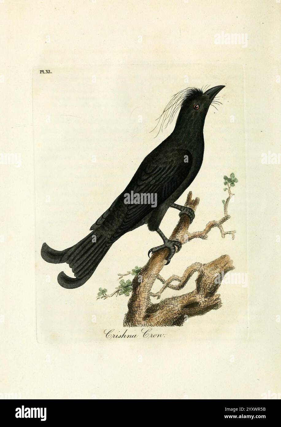 Cristina crow hi-res stock photography and images - Alamy