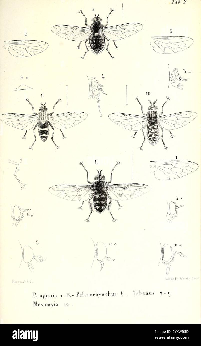 Diptères exotiques nouveaux ou peu connus Paris Roret 1838-1843 diptera ...