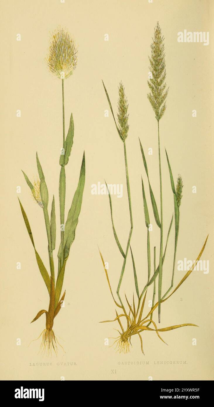 A natural history of British grasses London Groombridge 1858 Great ...