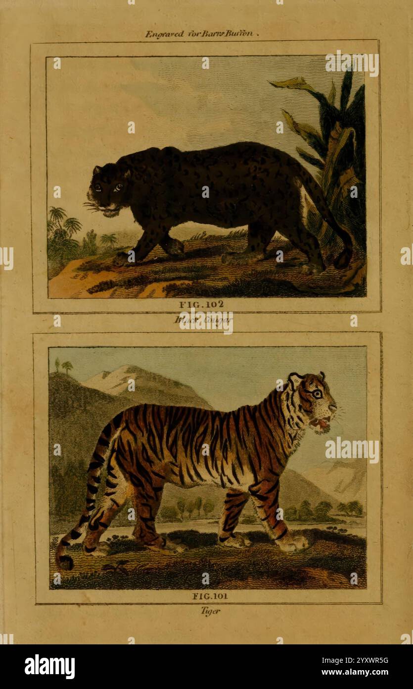Buffon's Natural History, London: Printed for the Proprietor and sold ...