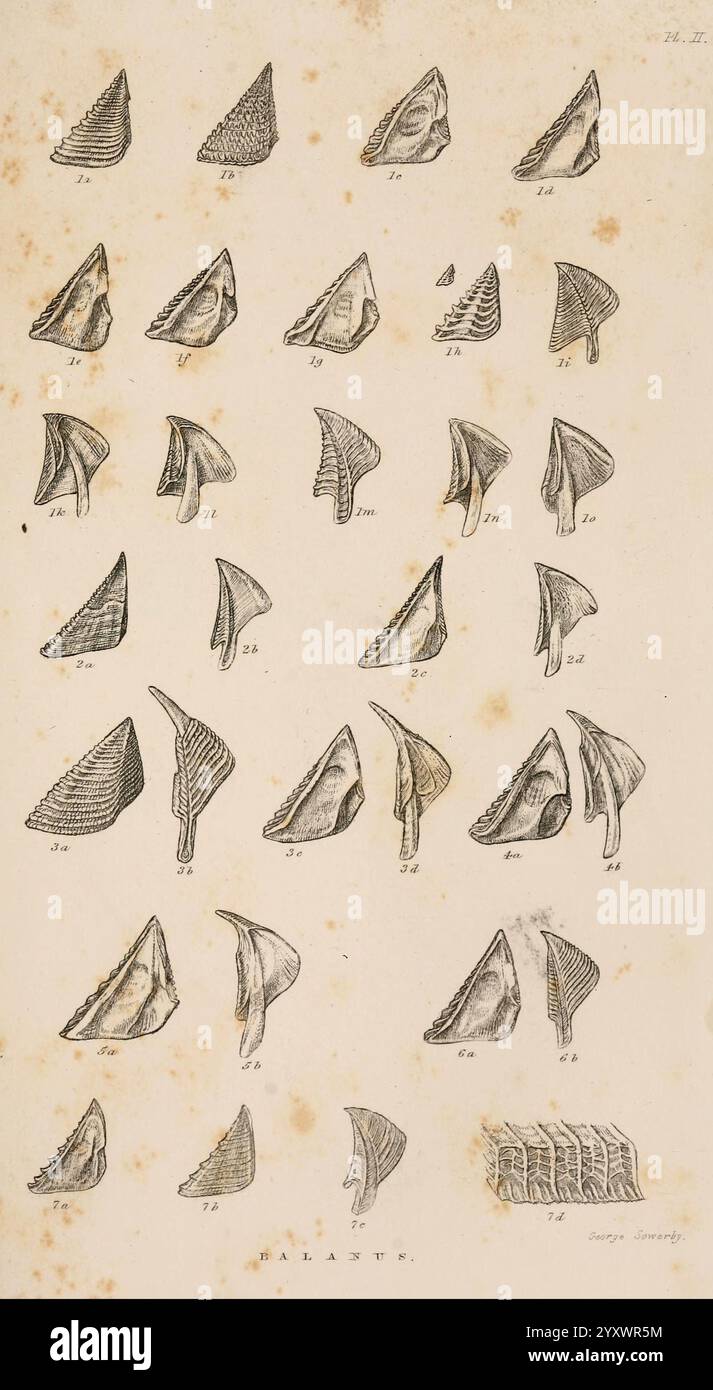 Shell displays unique characteristics hi-res stock photography and ...