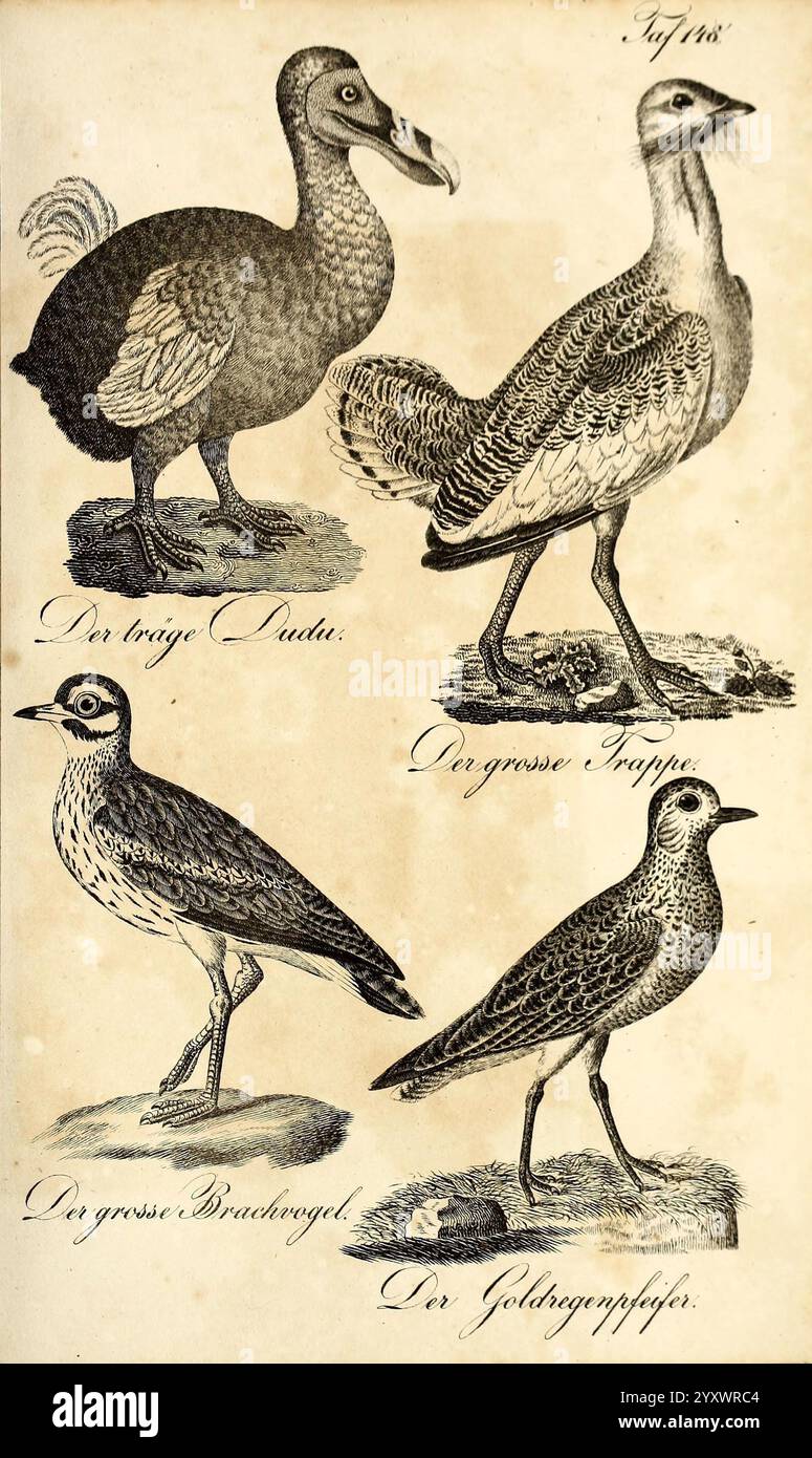 Elegant bird representing hi-res stock photography and images - Alamy