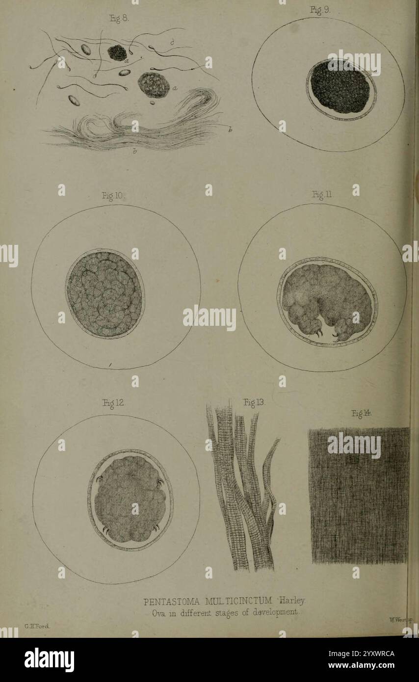 Representing larval stages hi-res stock photography and images - Alamy