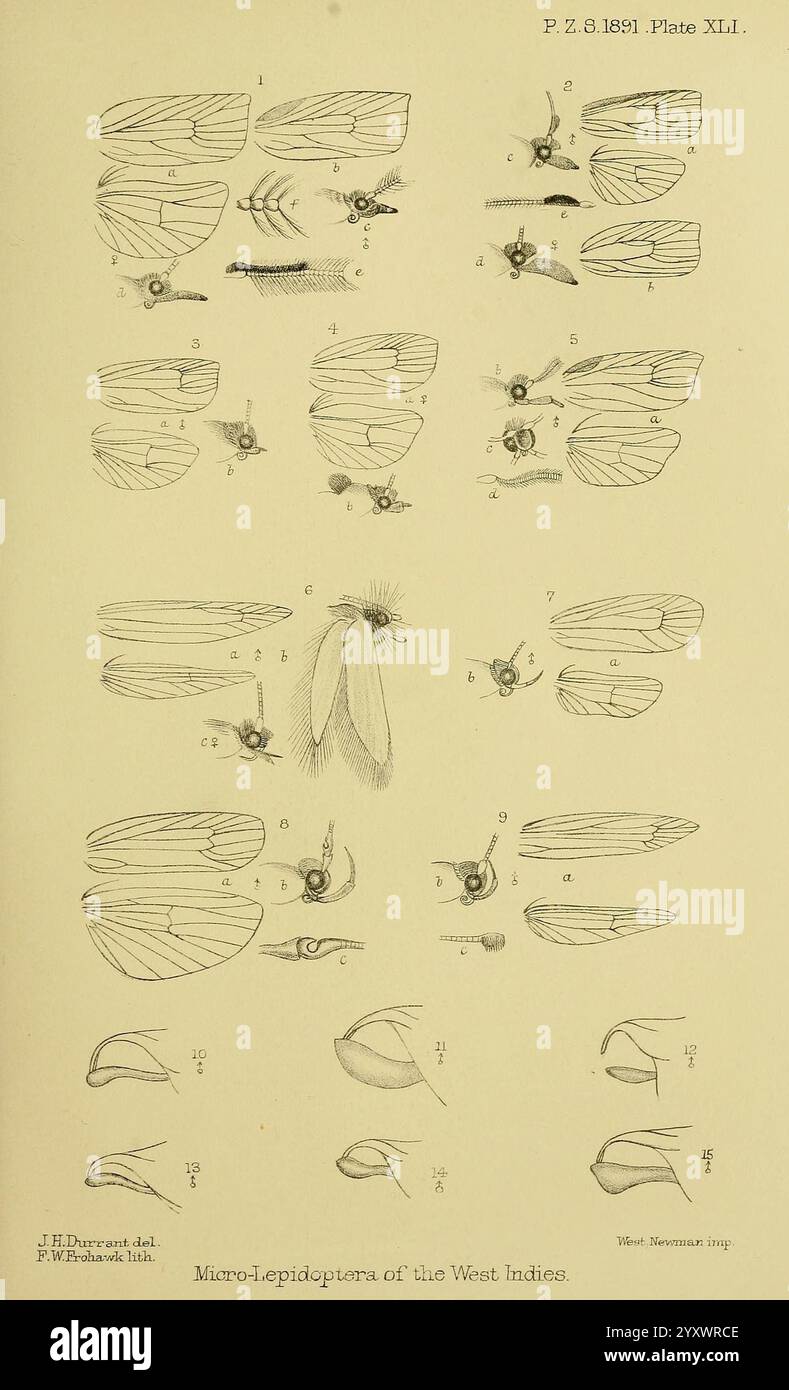 Moths morphology hi-res stock photography and images - Alamy
