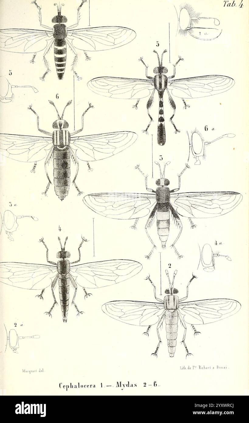 Labels indicate different species hi-res stock photography and images ...