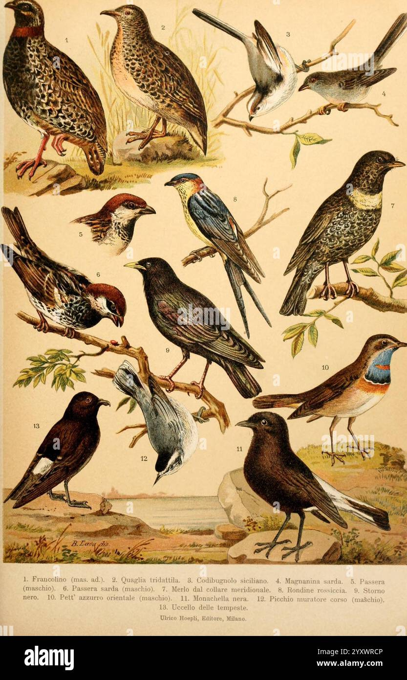 Sparrows characteristics hi-res stock photography and images - Alamy