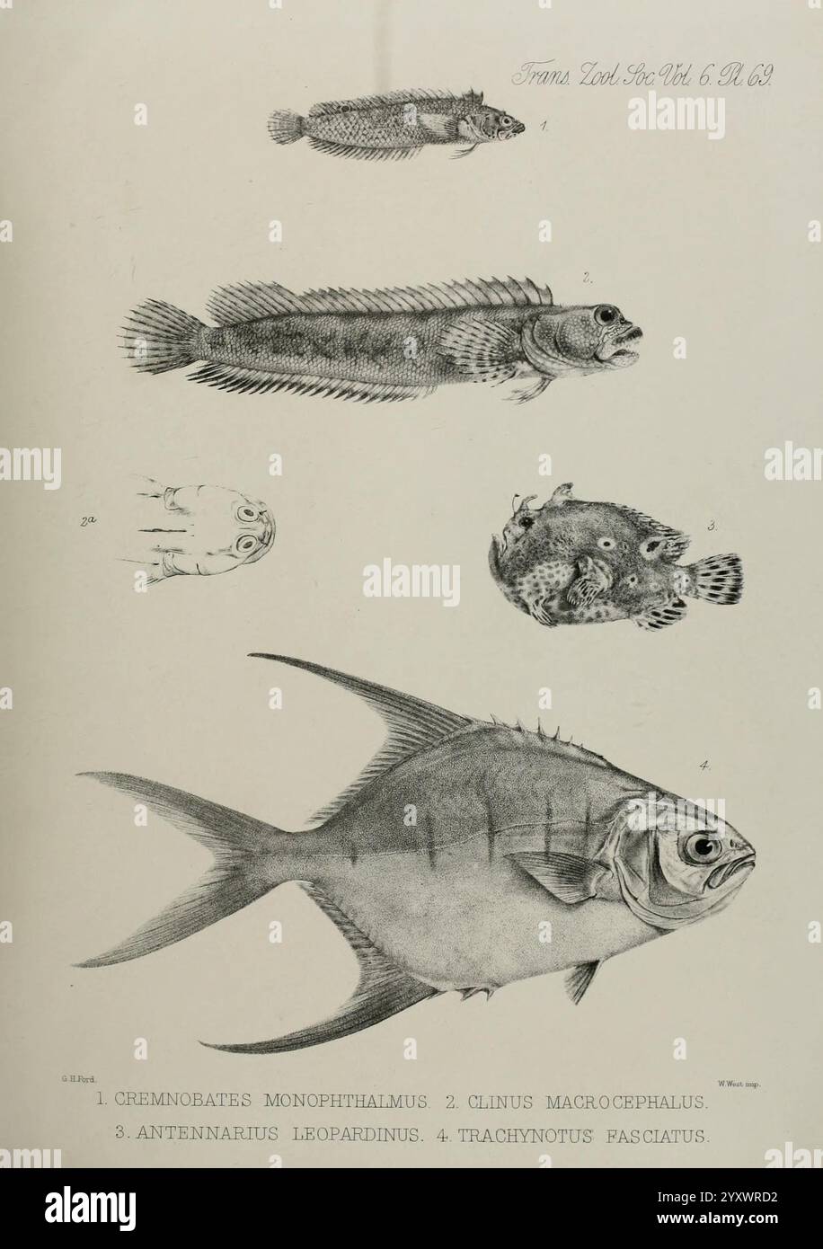 Fish arranged in patterns hi-res stock photography and images - Alamy