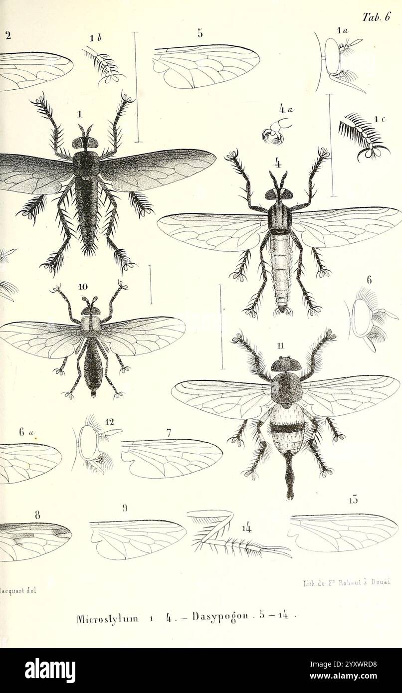 Diptères exotiques nouveaux ou peu connus Paris, Roret, 1838-1843 ...