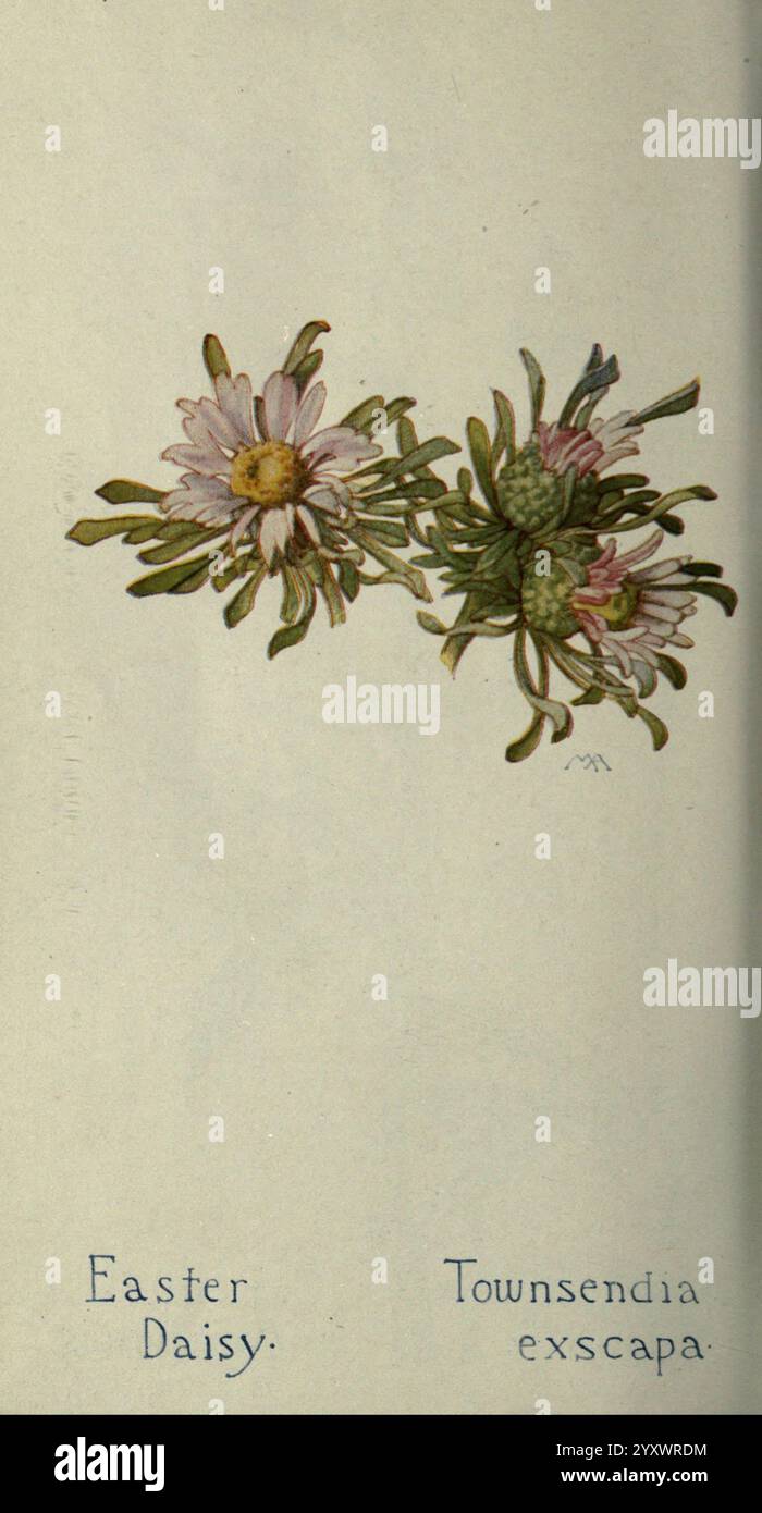 Daisy stemless townsendia geo hi-res stock photography and images - Alamy