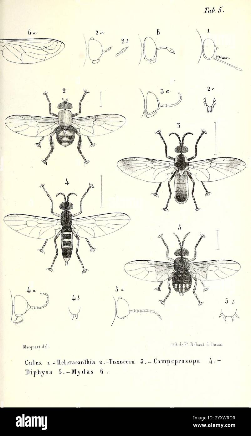 Two distinct fly species hi-res stock photography and images - Alamy
