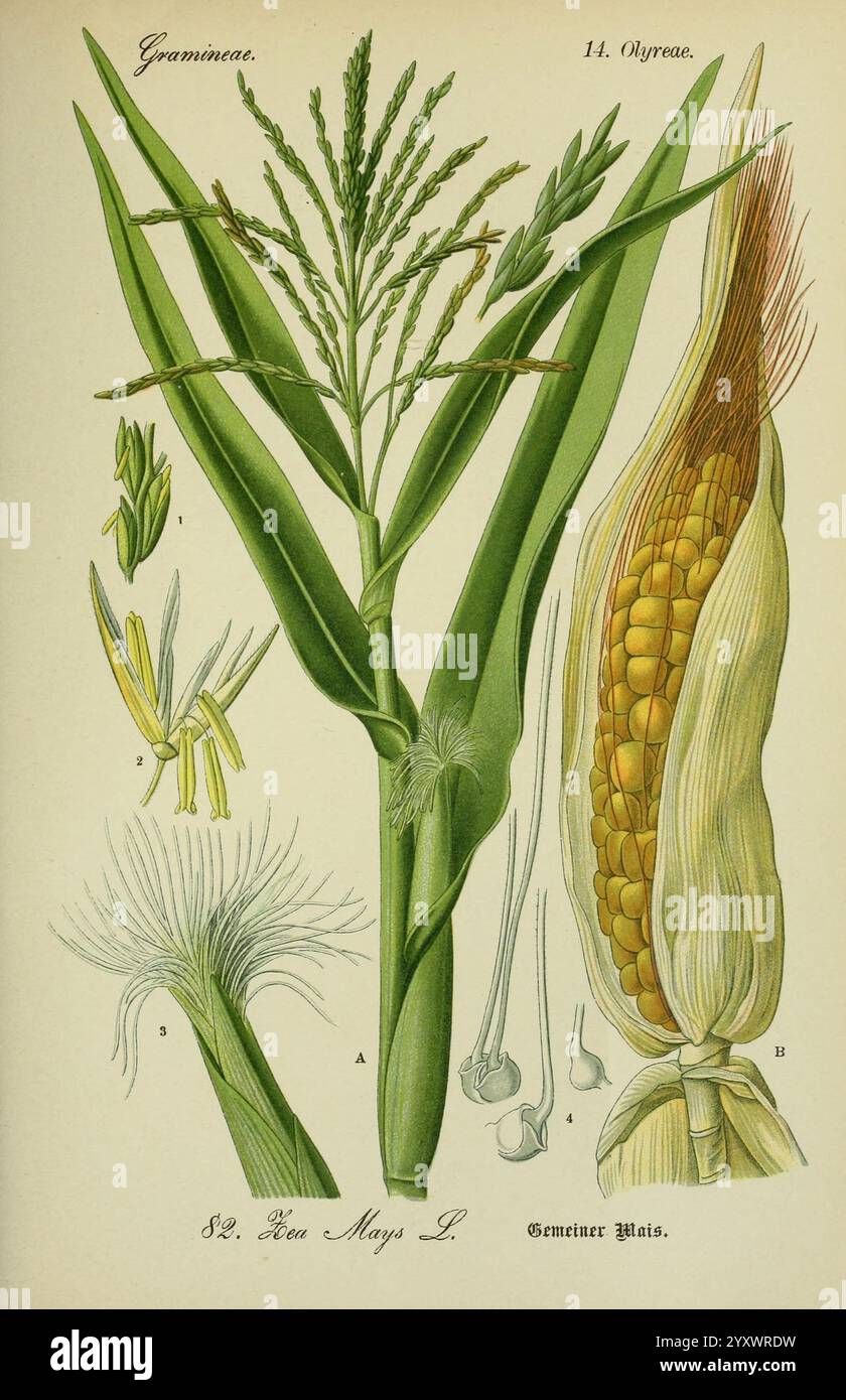 Well defined ear hi-res stock photography and images - Alamy