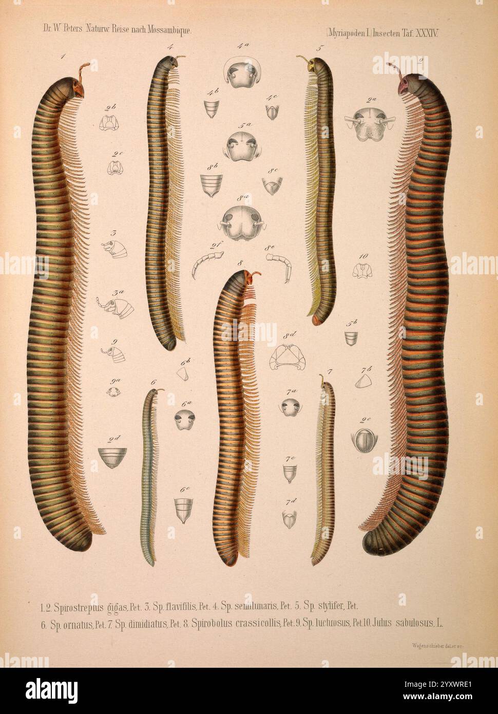 Illustration displays various anatomical diagrams hi-res stock ...