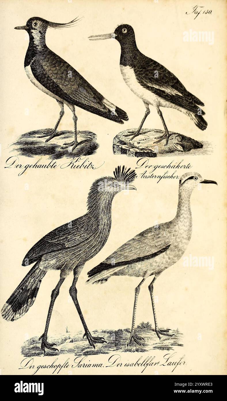 Die Naturgeschichte in getreuen Abbildungen und mit ausführlicher ...