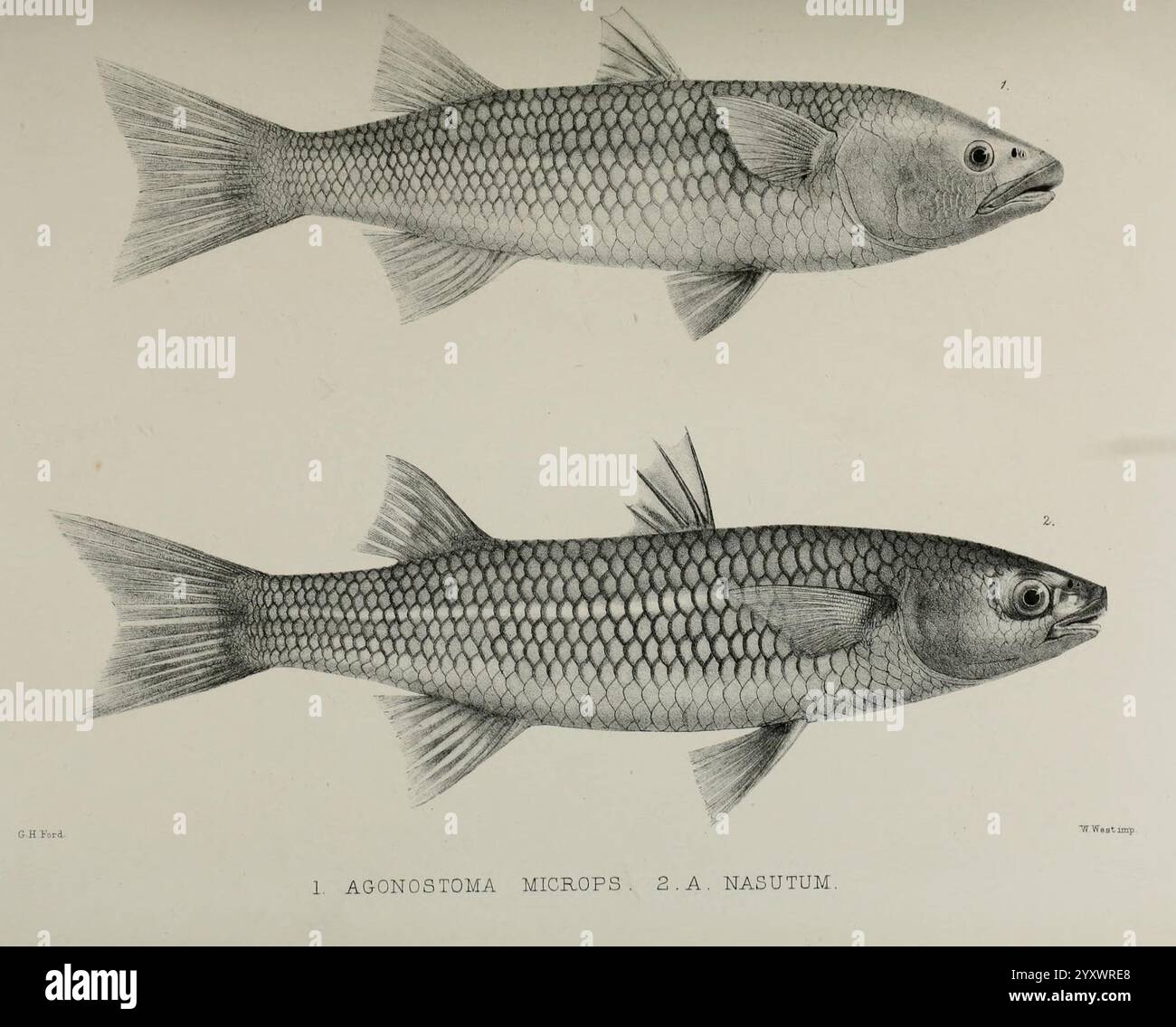 Distinct fin structures hi-res stock photography and images - Alamy