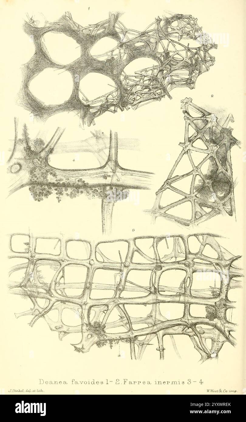 Intricate microscopic structures hi-res stock photography and images ...