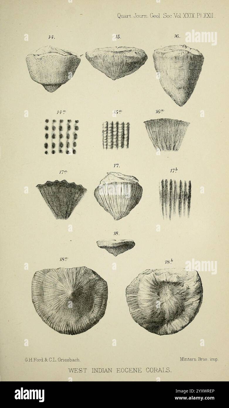 Understanding coral evolution hi-res stock photography and images - Alamy