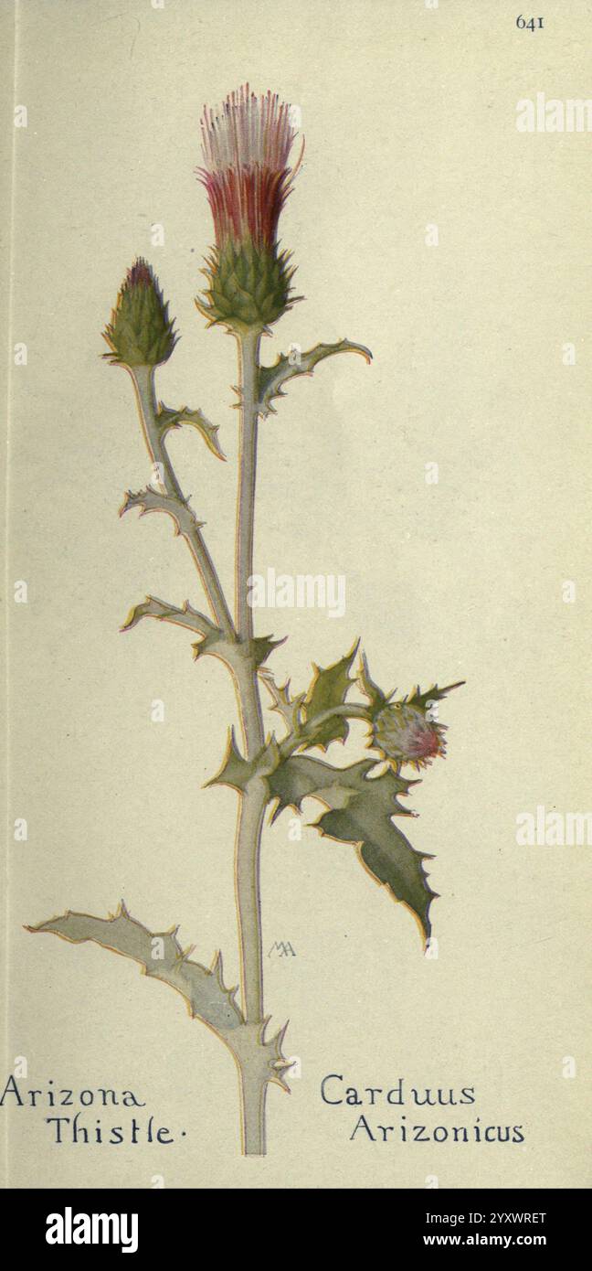 Field book of western wild flowers, London, C. P. Putnam's Sons, 1915 ...